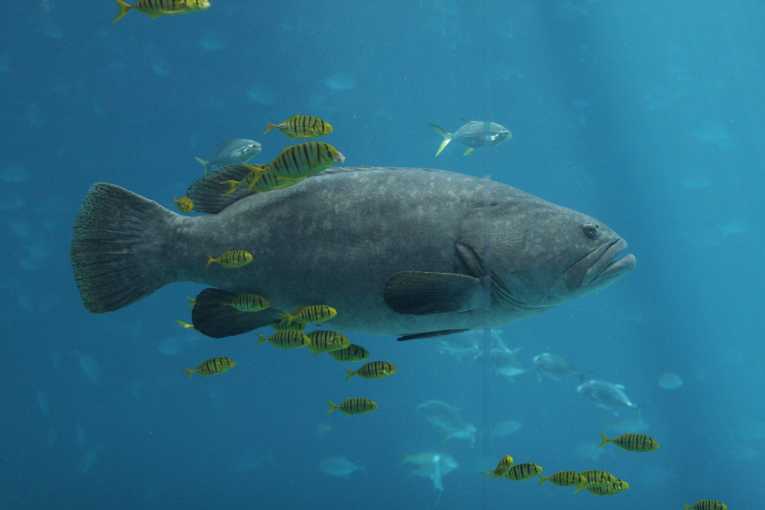 5 prednosti malih podjetij ali kako plavajo majhne ribe? - Data d.o.o.