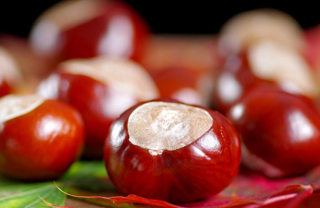 Do dodatnega zaslužka z divjim kostanjem - Data d.o.o.